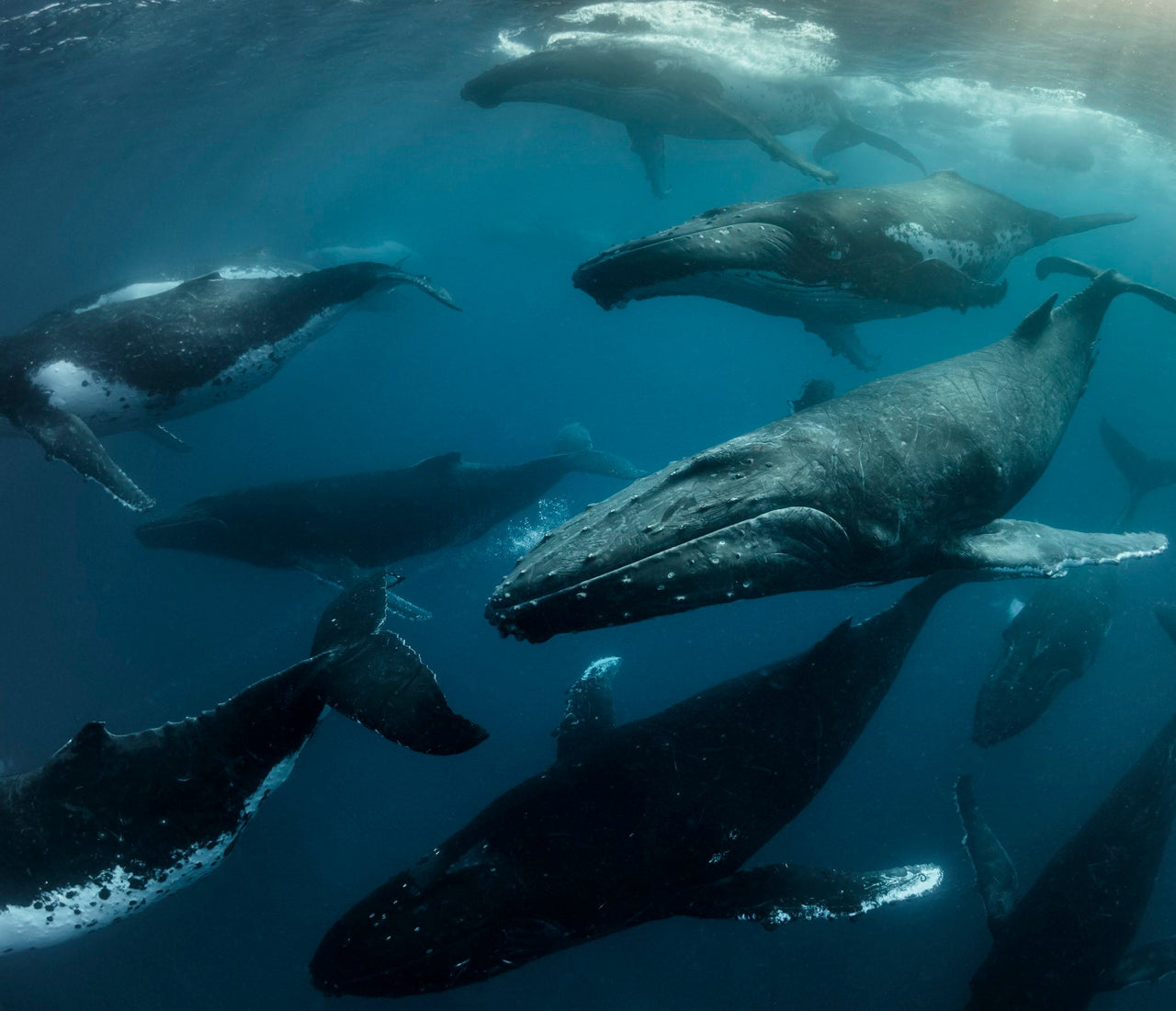 Whales, Migration Patterns: Exploring Long-Distance Travels – Spinnaker ...