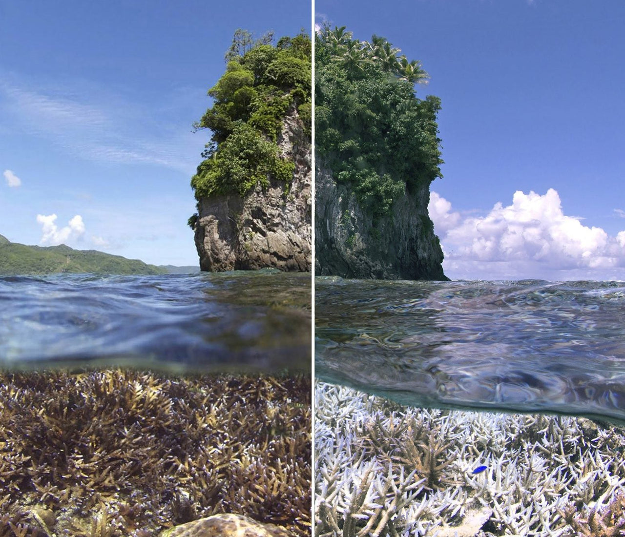 A Guide to the Best Ocean Documentaries of All Time – Spinnaker Watches