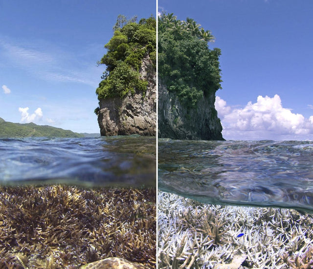 A Guide to the Best Ocean Documentaries of All Time – Spinnaker Watches