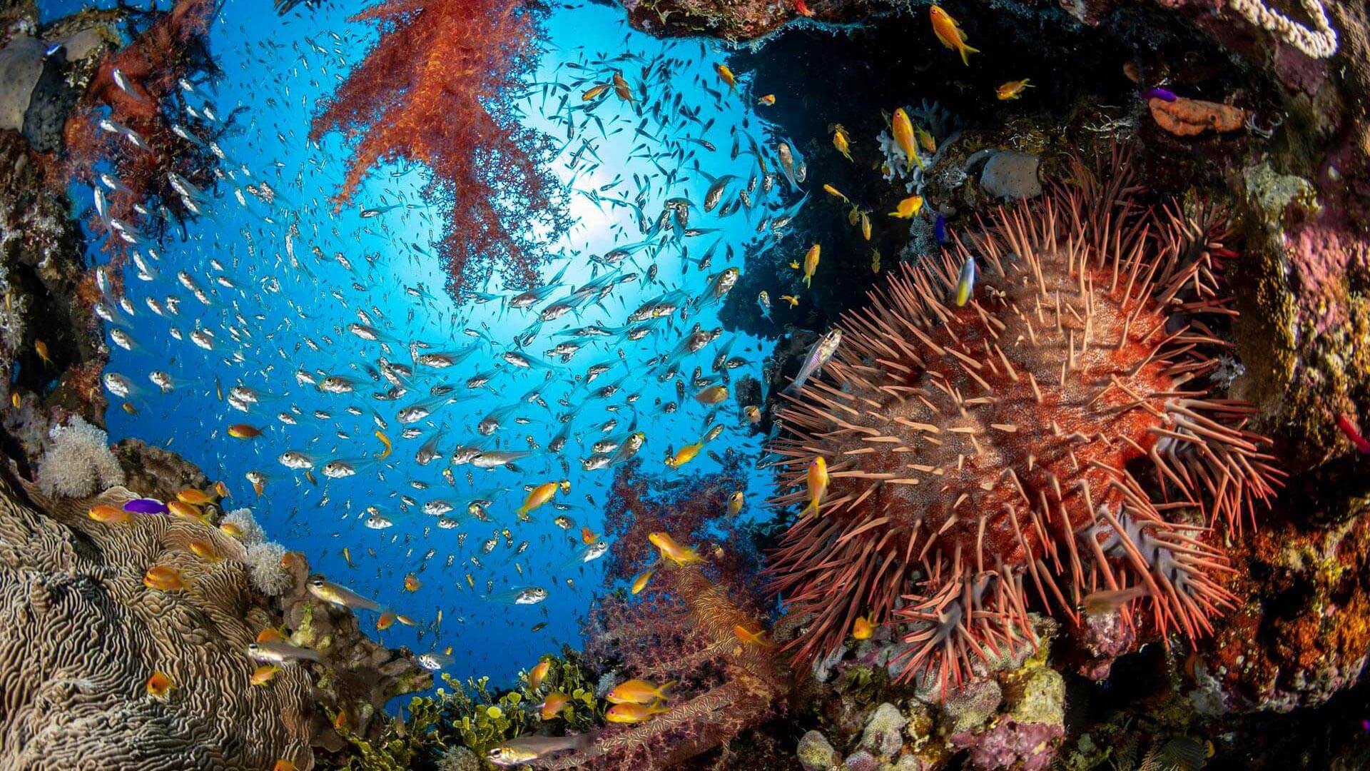 Mapping the Ocean Floor: Tech Unveiling Deep Sea Secrets – Spinnaker ...