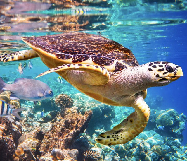 The Role of Sea Turtles in Marine Ecosystems Guardians of the Ocean ...