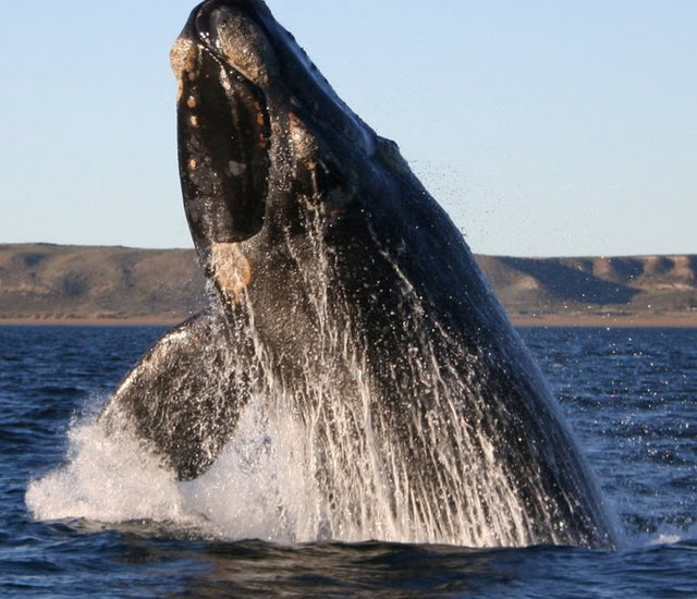 The Cultural Significance of Whales: Myths, and Symbolism – Spinnaker ...