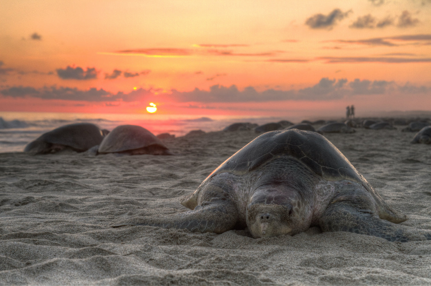 The Life Cycle of Sea Turtles: From Hatchlings to Adult – Spinnaker Watches