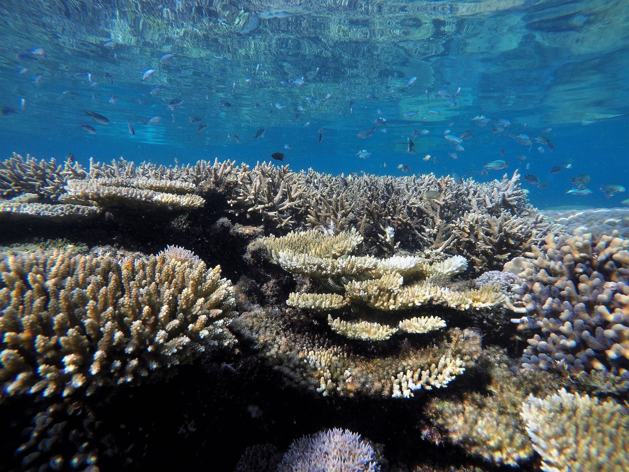Exploring Underwater Wonders and Coral Reefs – Spinnaker Watches